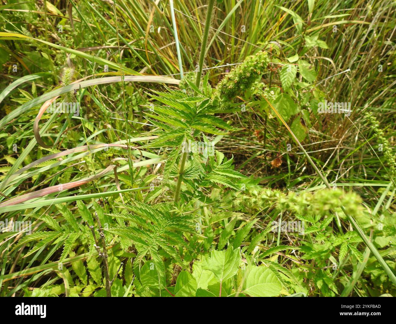 swamp agrimony (Agrimonia parviflora Stock Photo - Alamy