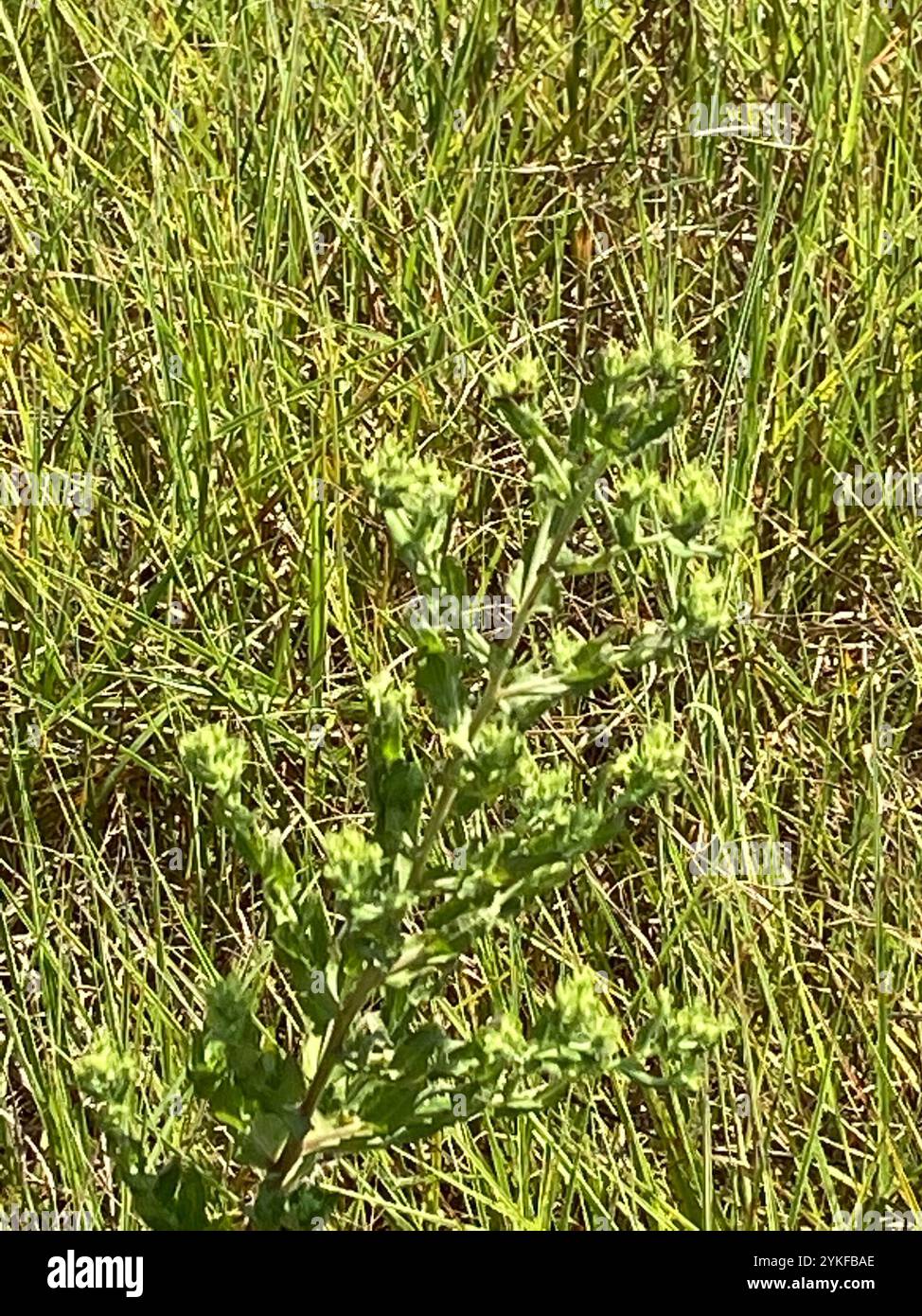 False Boneset (Brickellia eupatorioides Stock Photo - Alamy