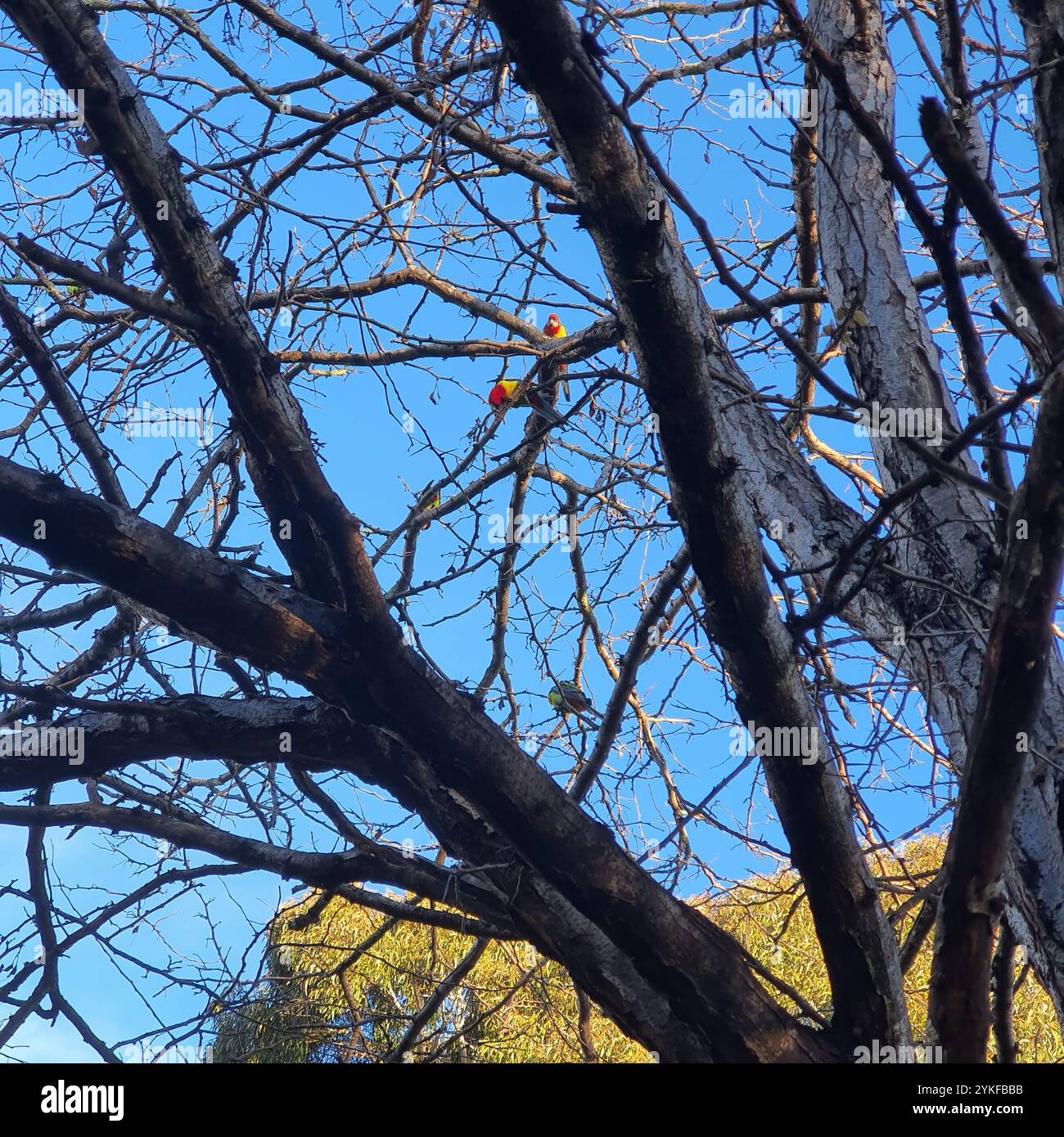 Eastern Rosella (Platycercus eximius Stock Photo - Alamy