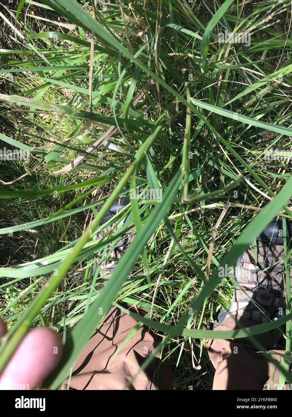 Fall Panic Grass (Panicum dichotomiflorum dichotomiflorum Stock Photo ...