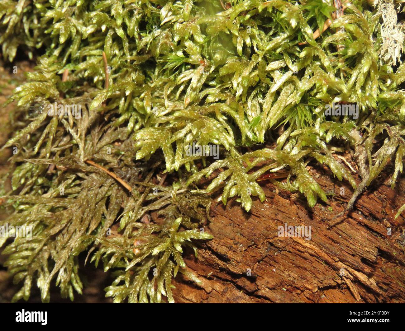 big red stem moss (Pleurozium Stock Photo - Alamy