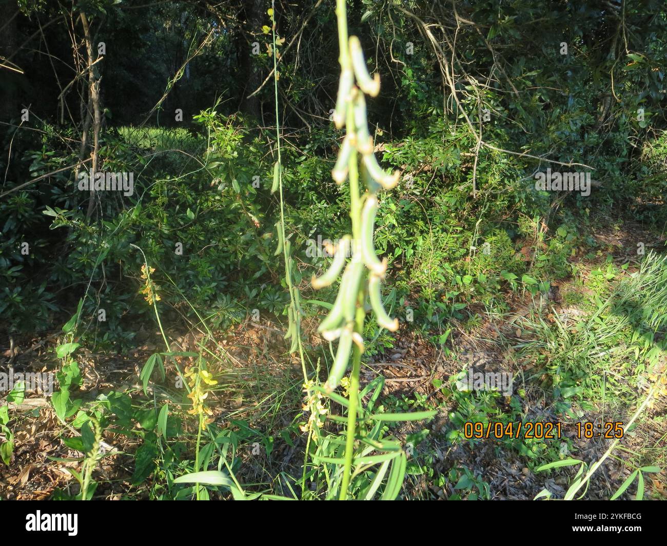 lanceleaf rattlebox (Crotalaria lanceolata Stock Photo - Alamy