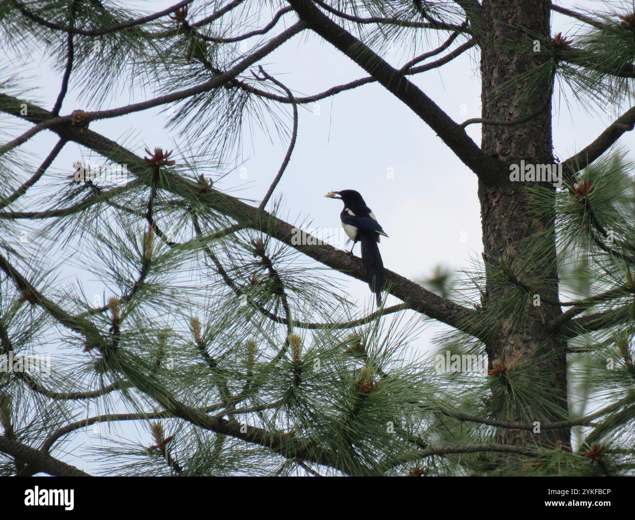 Black-billed Magpie (Pica hudsonia Stock Photo - Alamy
