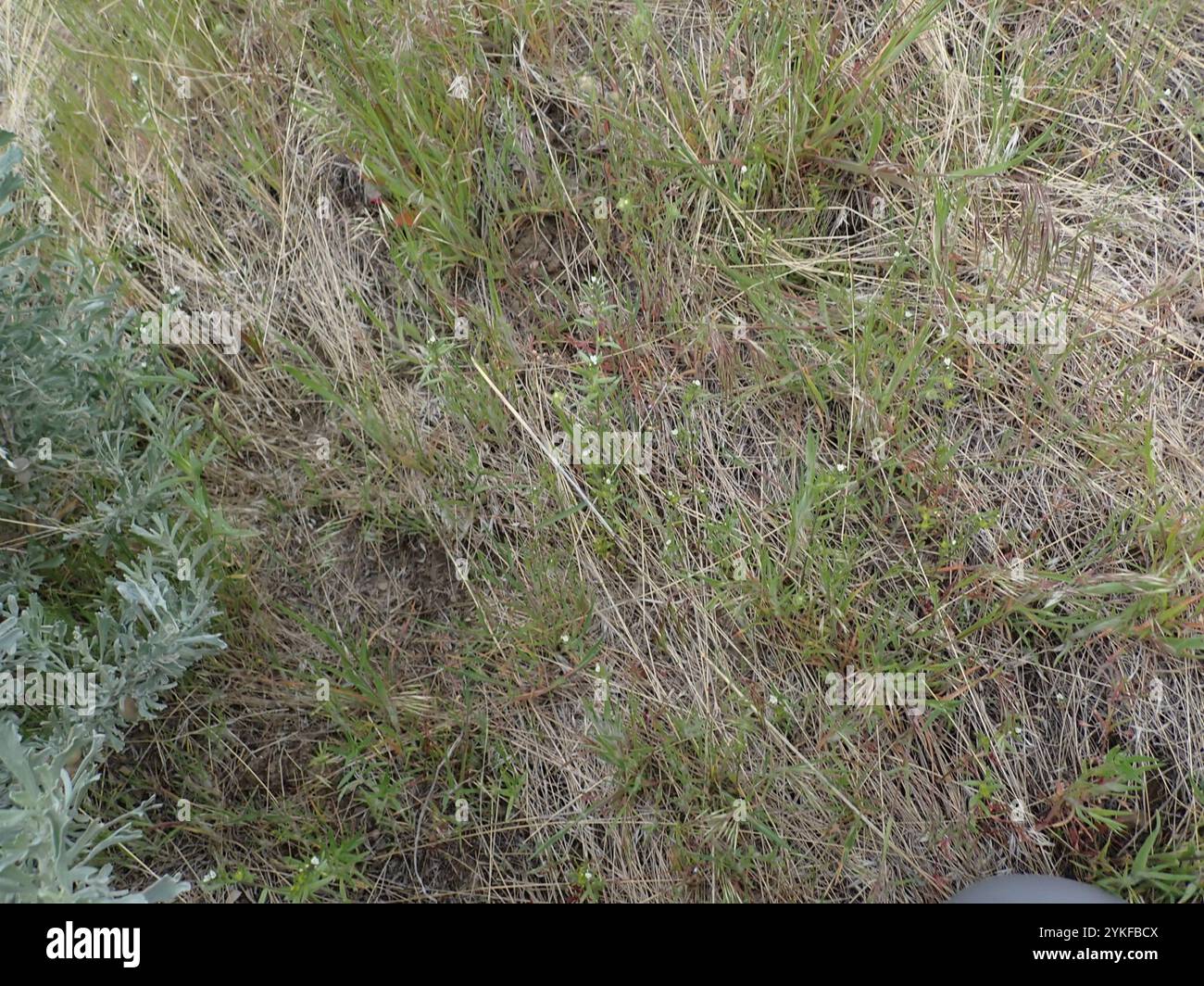 corn gromwell (Buglossoides arvensis Stock Photo - Alamy