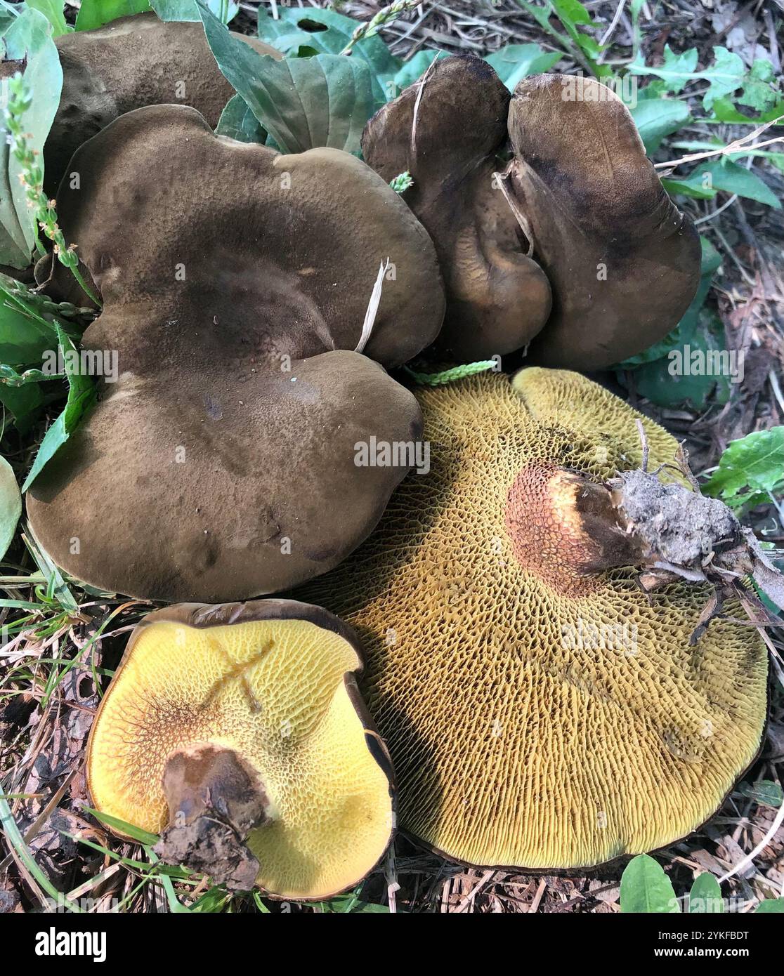 ash-tree bolete (Boletinellus merulioides Stock Photo - Alamy