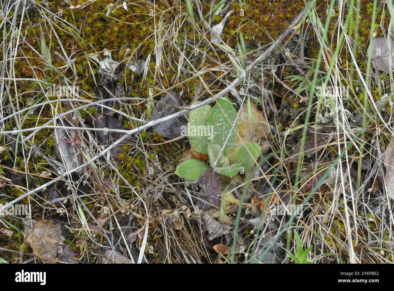 great mullein (Verbascum thapsus Stock Photo - Alamy