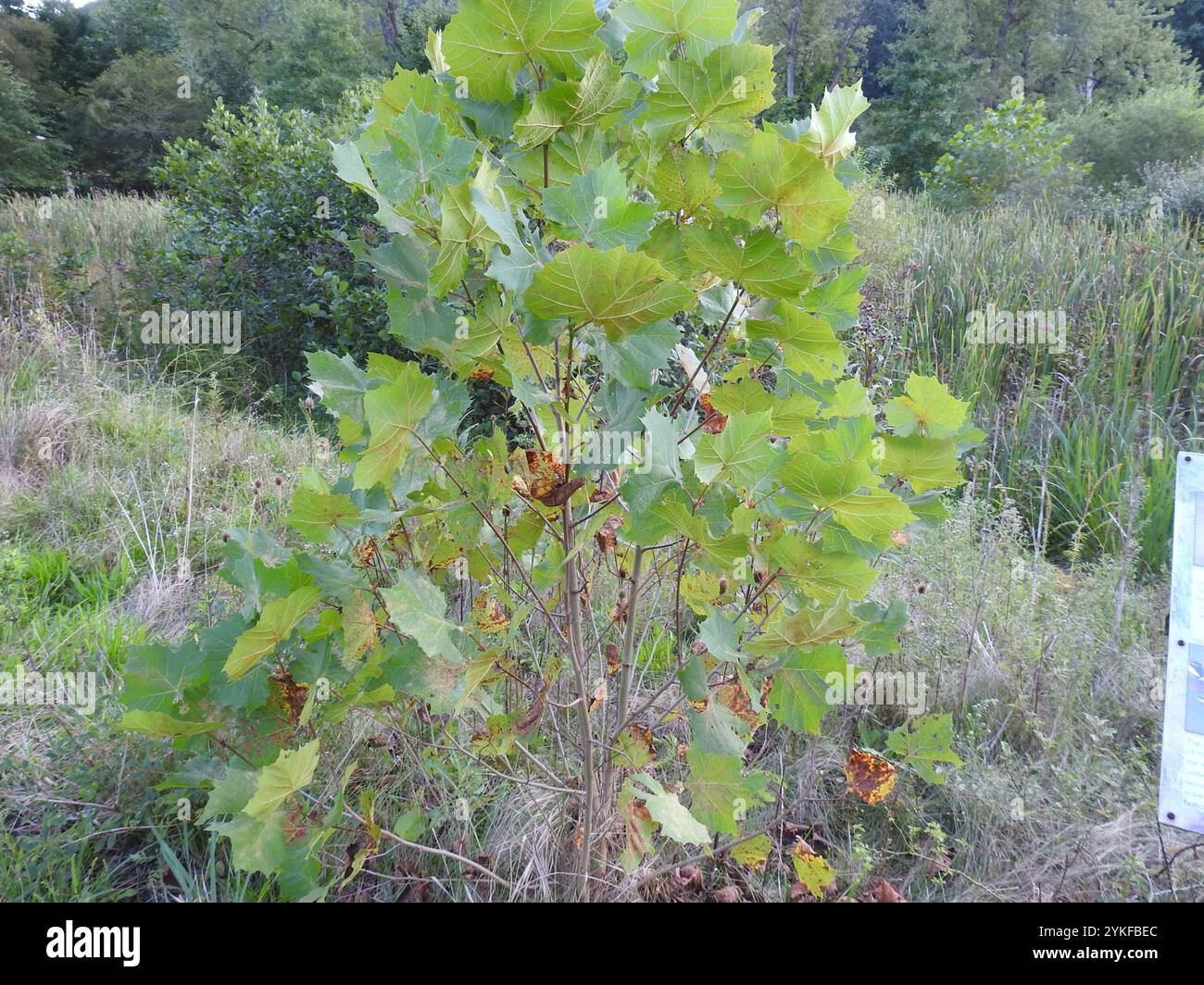 American sycamore (Platanus occidentalis Stock Photo - Alamy