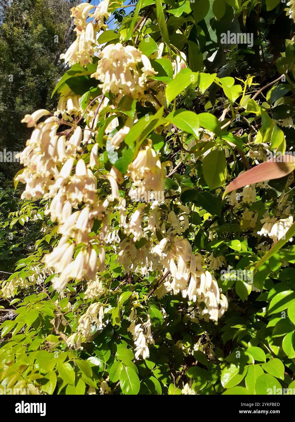 wonga vine (Pandorea pandorana Stock Photo - Alamy