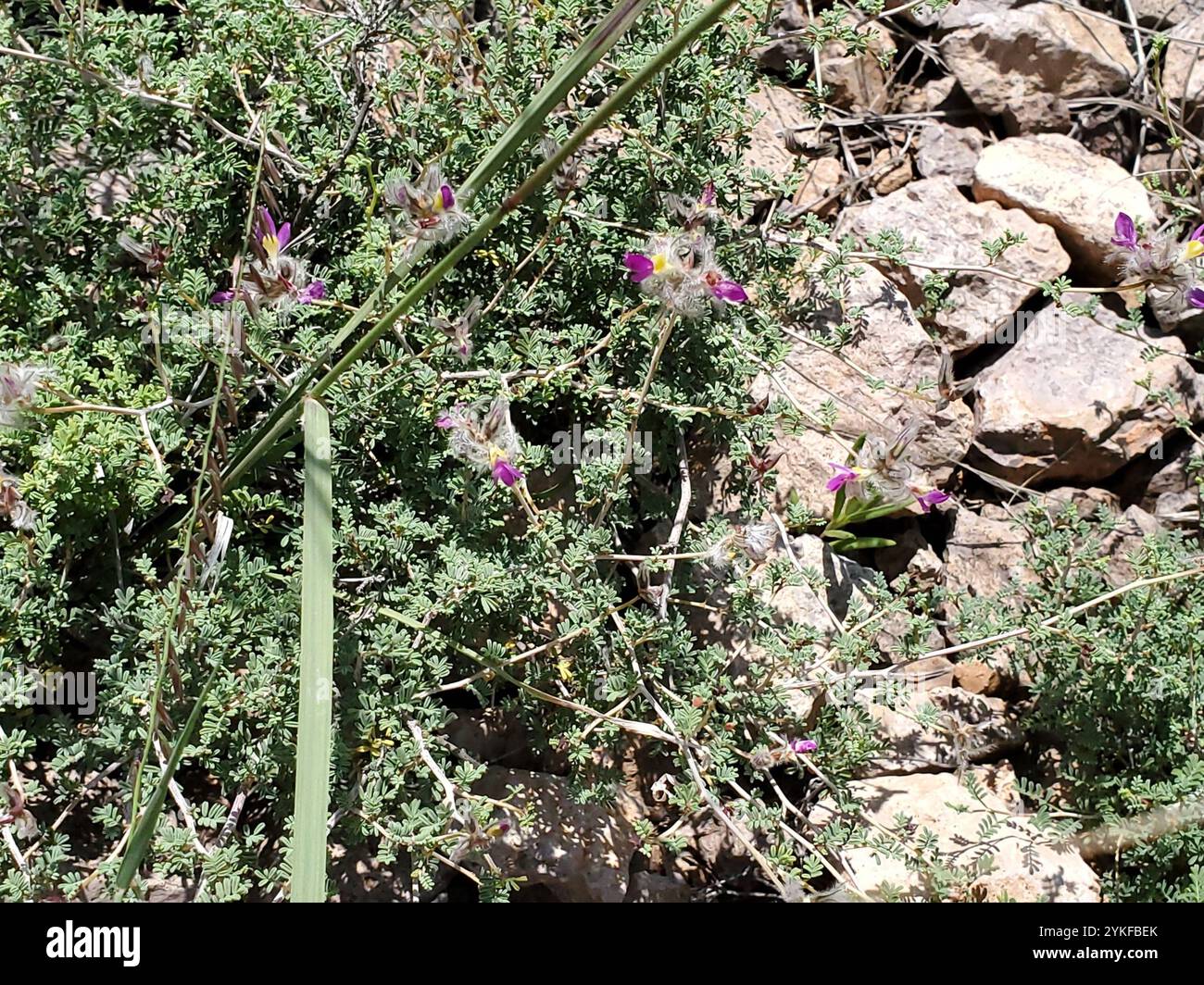 feather dalea (Dalea formosa Stock Photo - Alamy