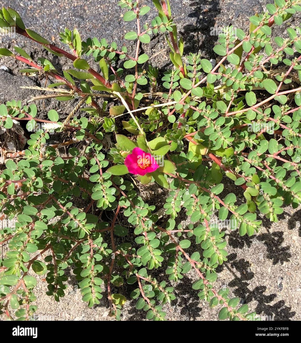 Paraguayan Purslane (Portulaca amilis Stock Photo - Alamy