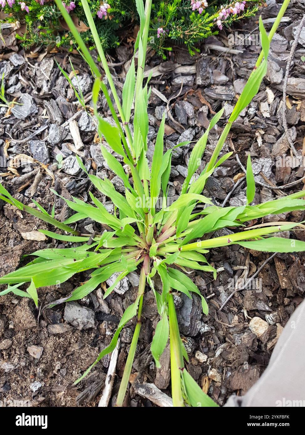 longflower veldtgrass (Ehrharta longiflora Stock Photo - Alamy