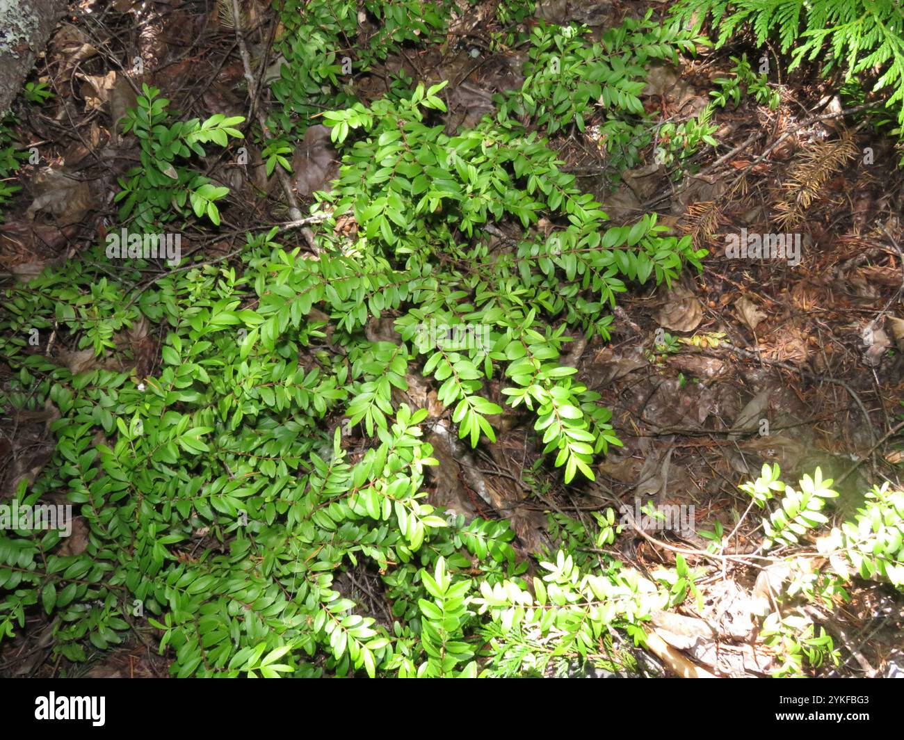 Oregon Boxwood (Paxistima myrsinites Stock Photo - Alamy