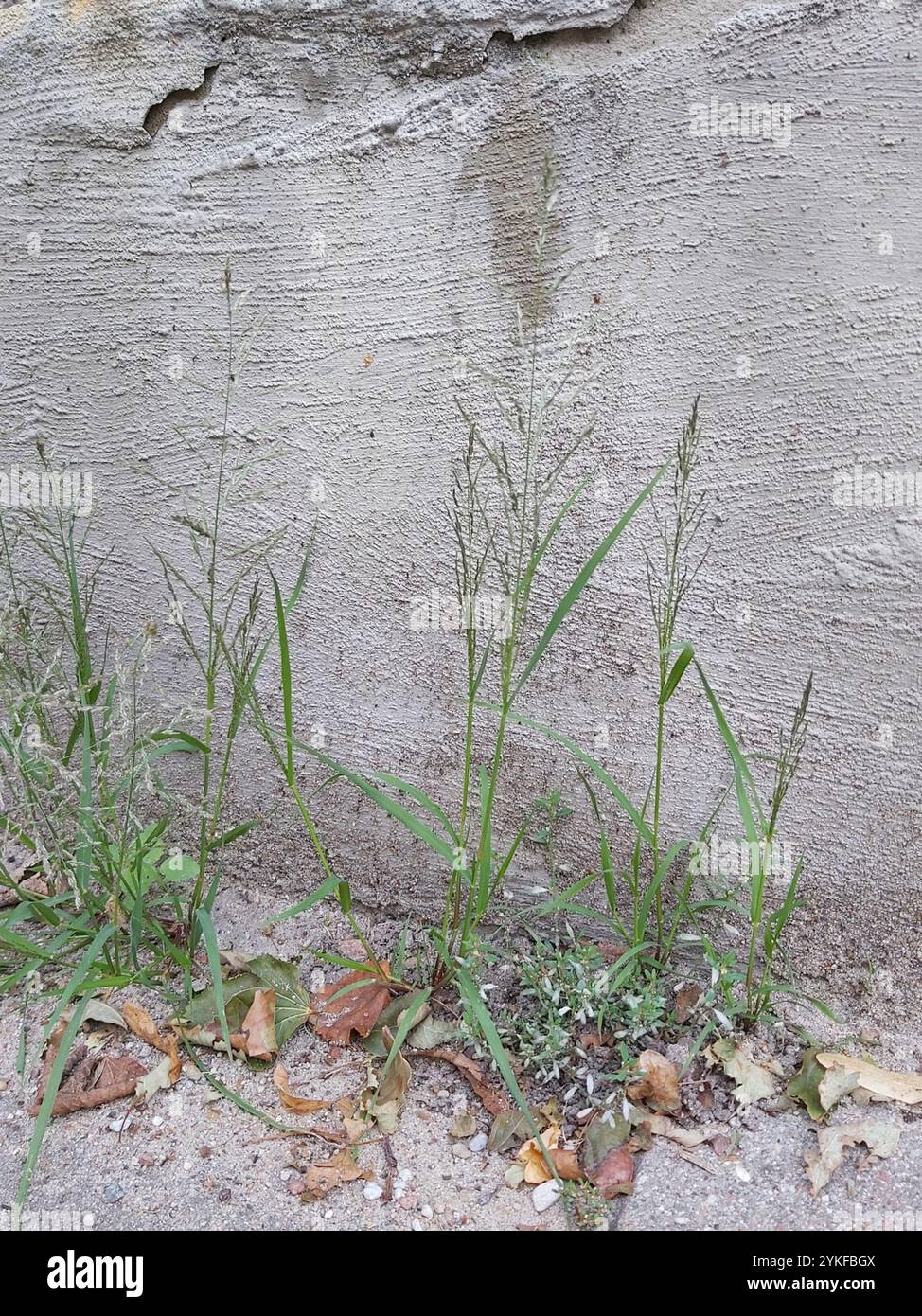 european alkali grass (Puccinellia distans Stock Photo - Alamy