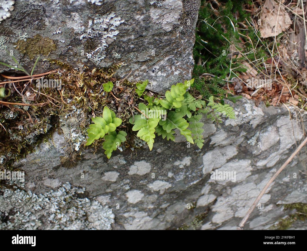 polypody ferns (Polypodium Stock Photo - Alamy