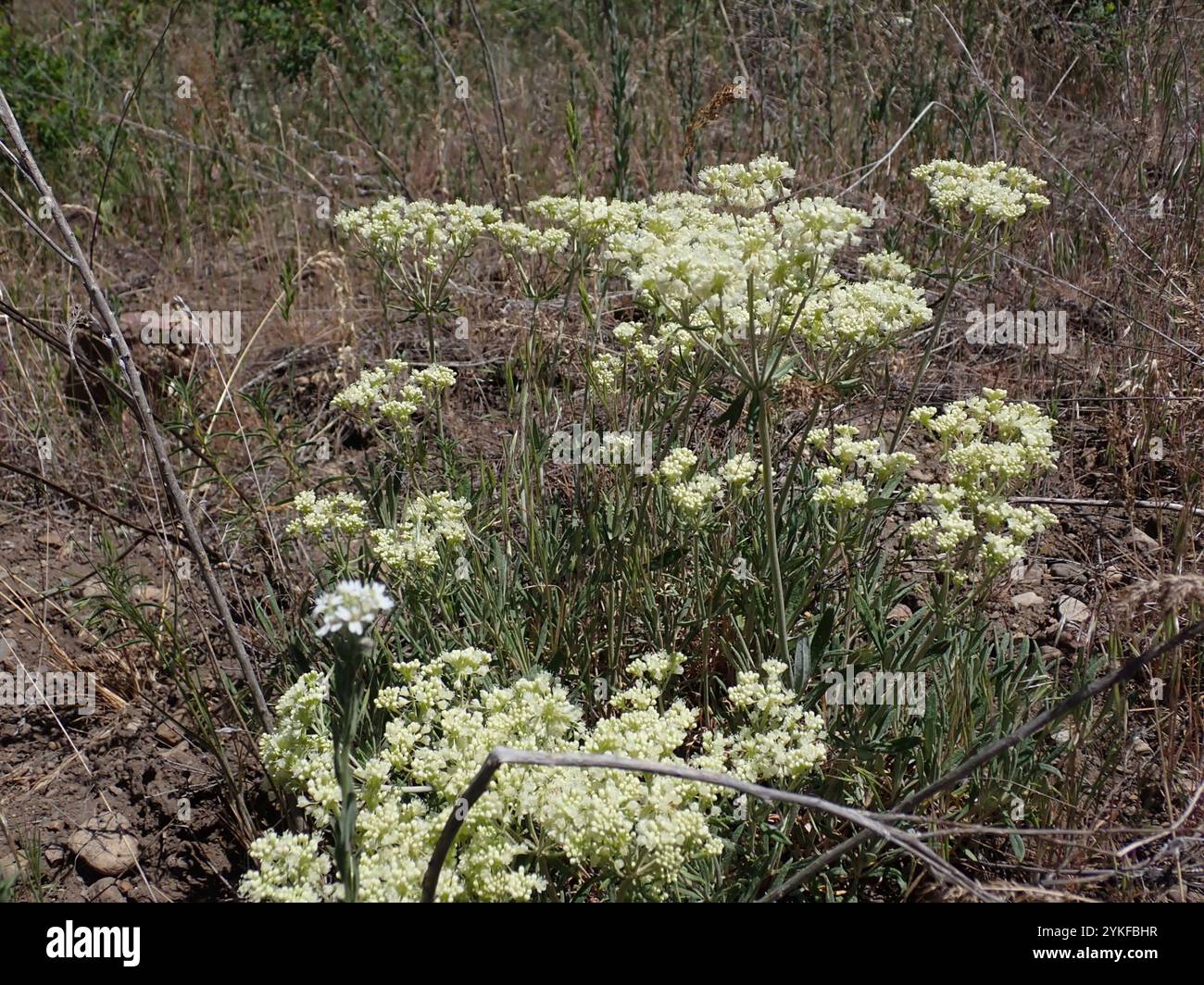 wild buckwheats (Eriogonum Stock Photo - Alamy