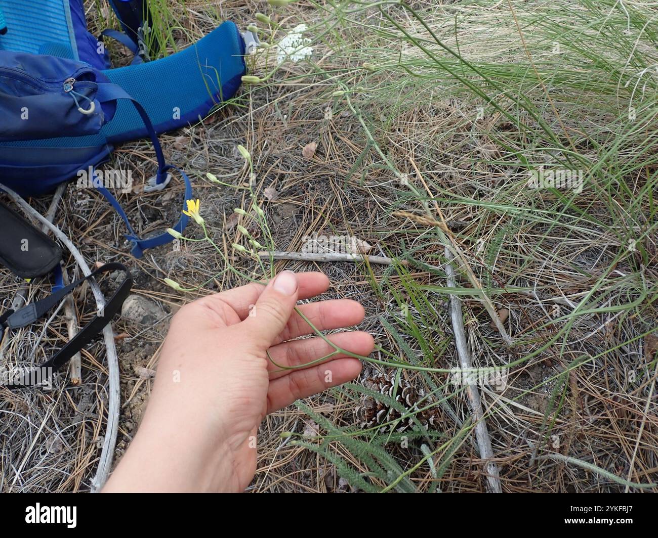 Slender Hawksbeard (Crepis atribarba Stock Photo - Alamy