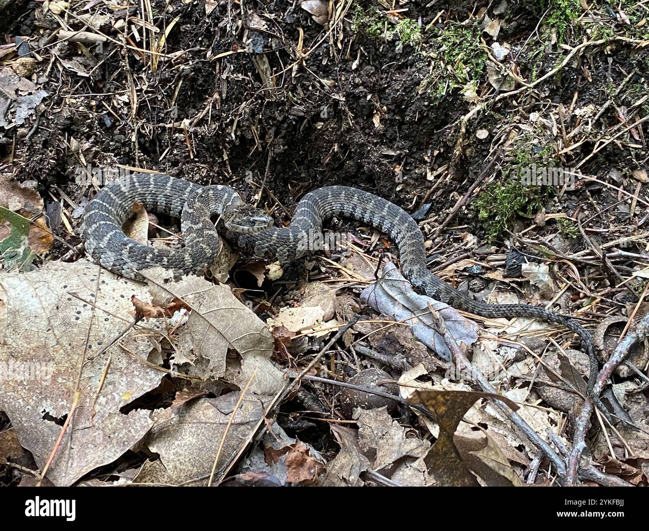 Common Watersnake (Nerodia sipedon Stock Photo - Alamy