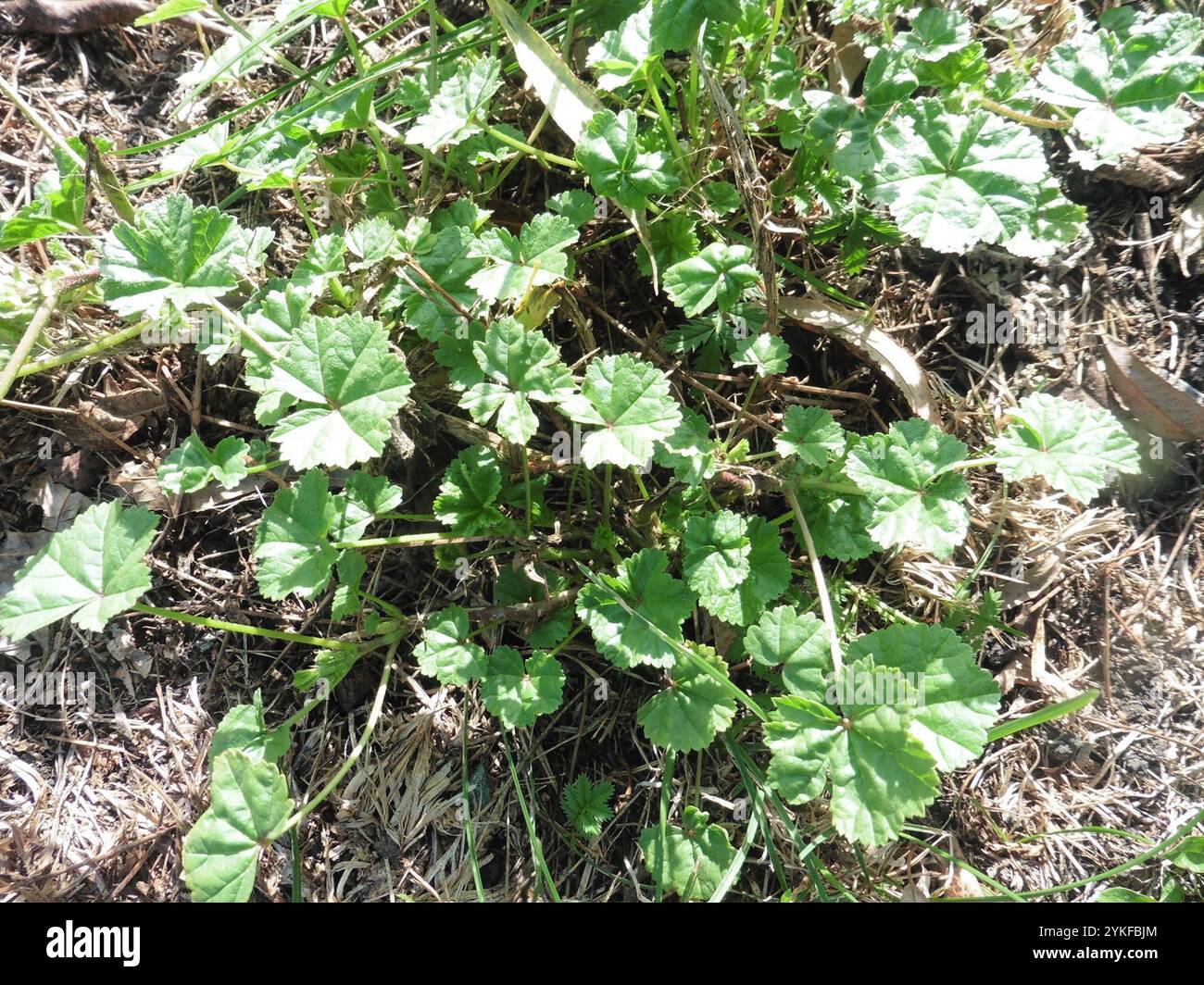 Small Mallow (Malva pusilla Stock Photo - Alamy