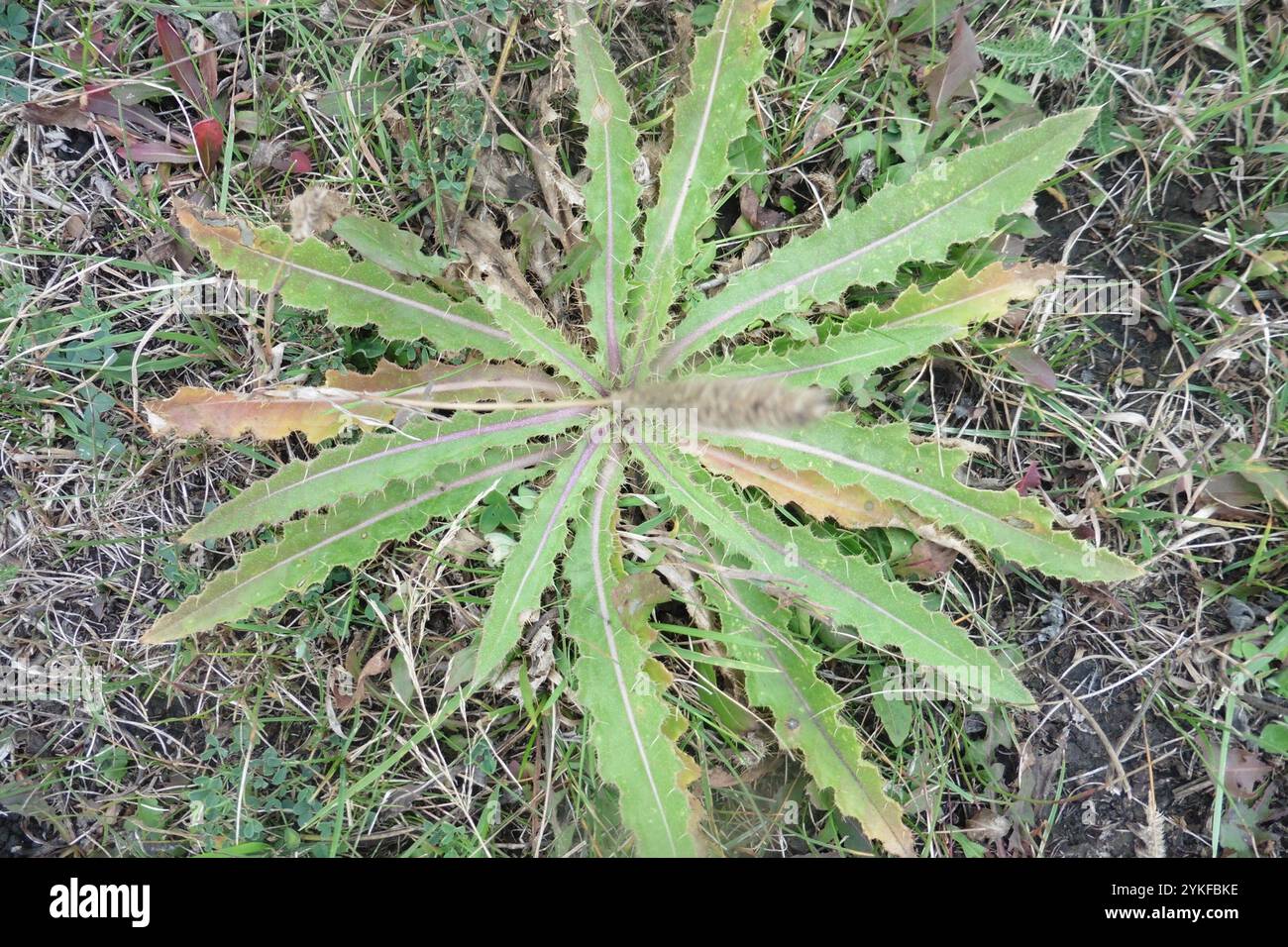 ground thistle (Cirsium esculentum Stock Photo - Alamy