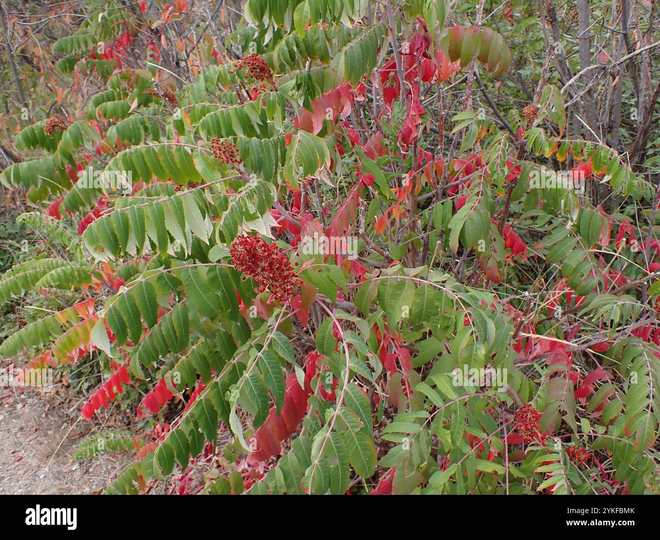 smooth sumac (Rhus glabra Stock Photo - Alamy