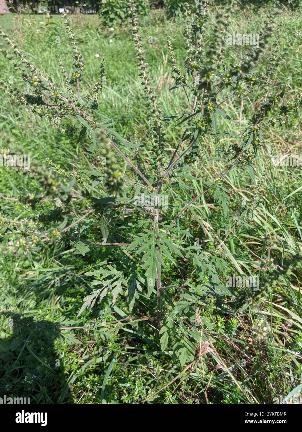 common ragweed (Ambrosia artemisiifolia Stock Photo - Alamy