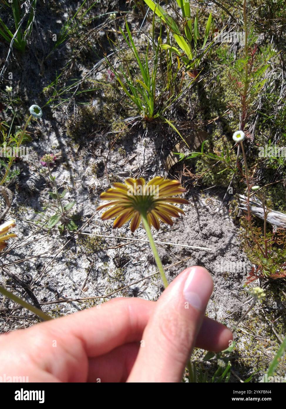 African oxeye (Dimorphotheca nudicaulis Stock Photo - Alamy