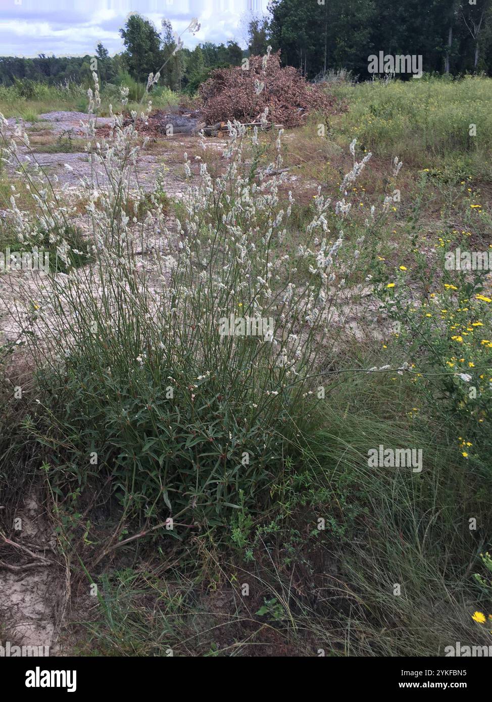 Plains Snakecotton (Froelichia floridana Stock Photo - Alamy