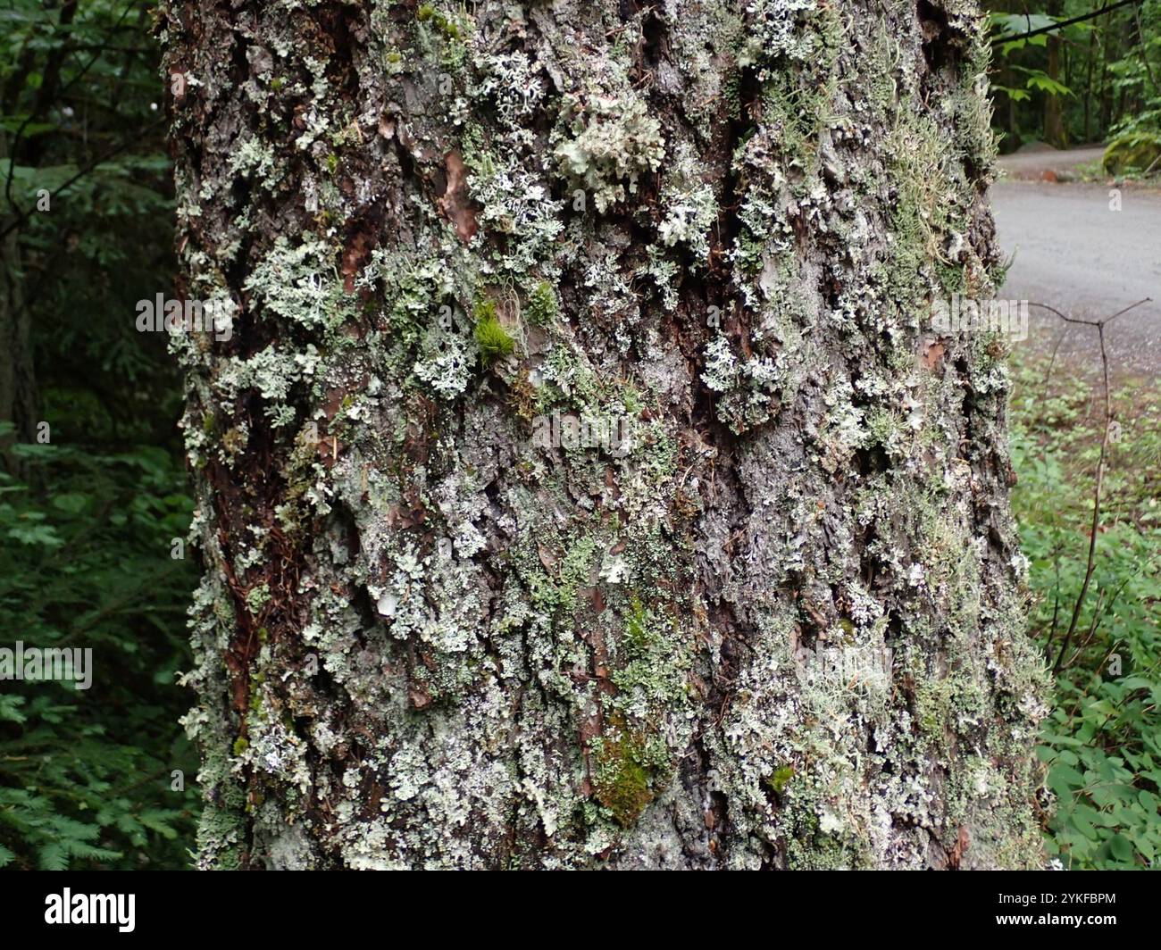 common lichens (Lecanoromycetes Stock Photo - Alamy