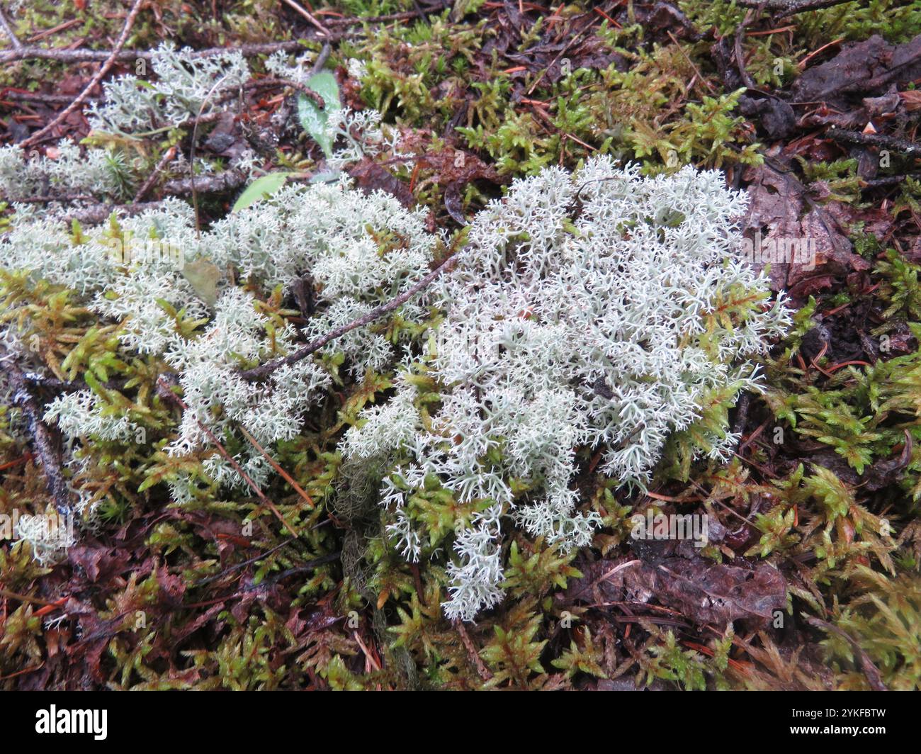 Green Reindeer Lichen (Cladonia arbuscula Stock Photo - Alamy