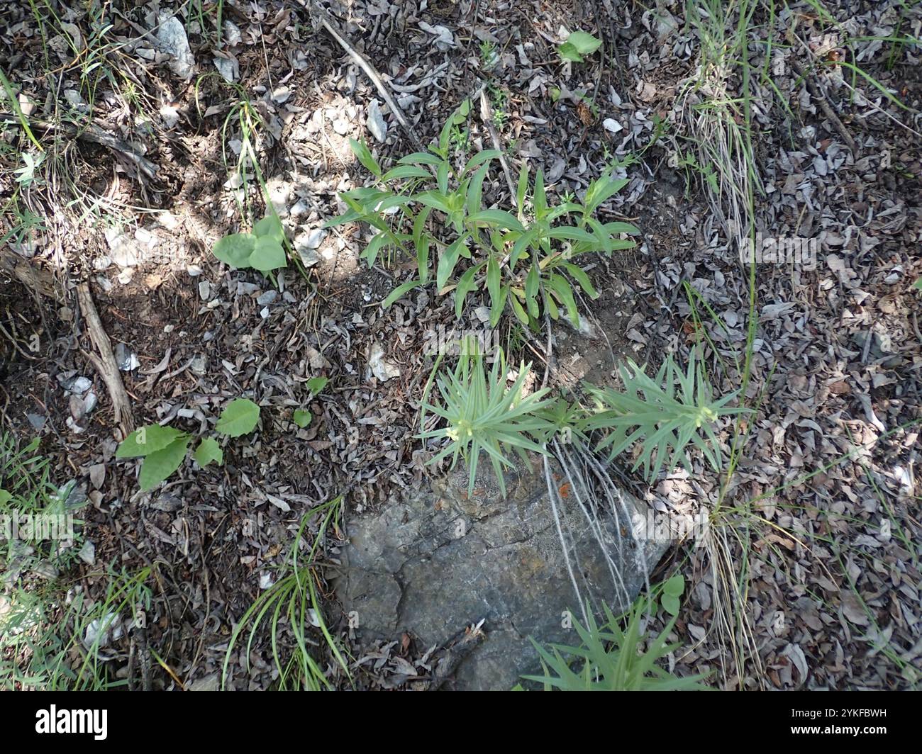 western stoneseed (Lithospermum ruderale Stock Photo - Alamy