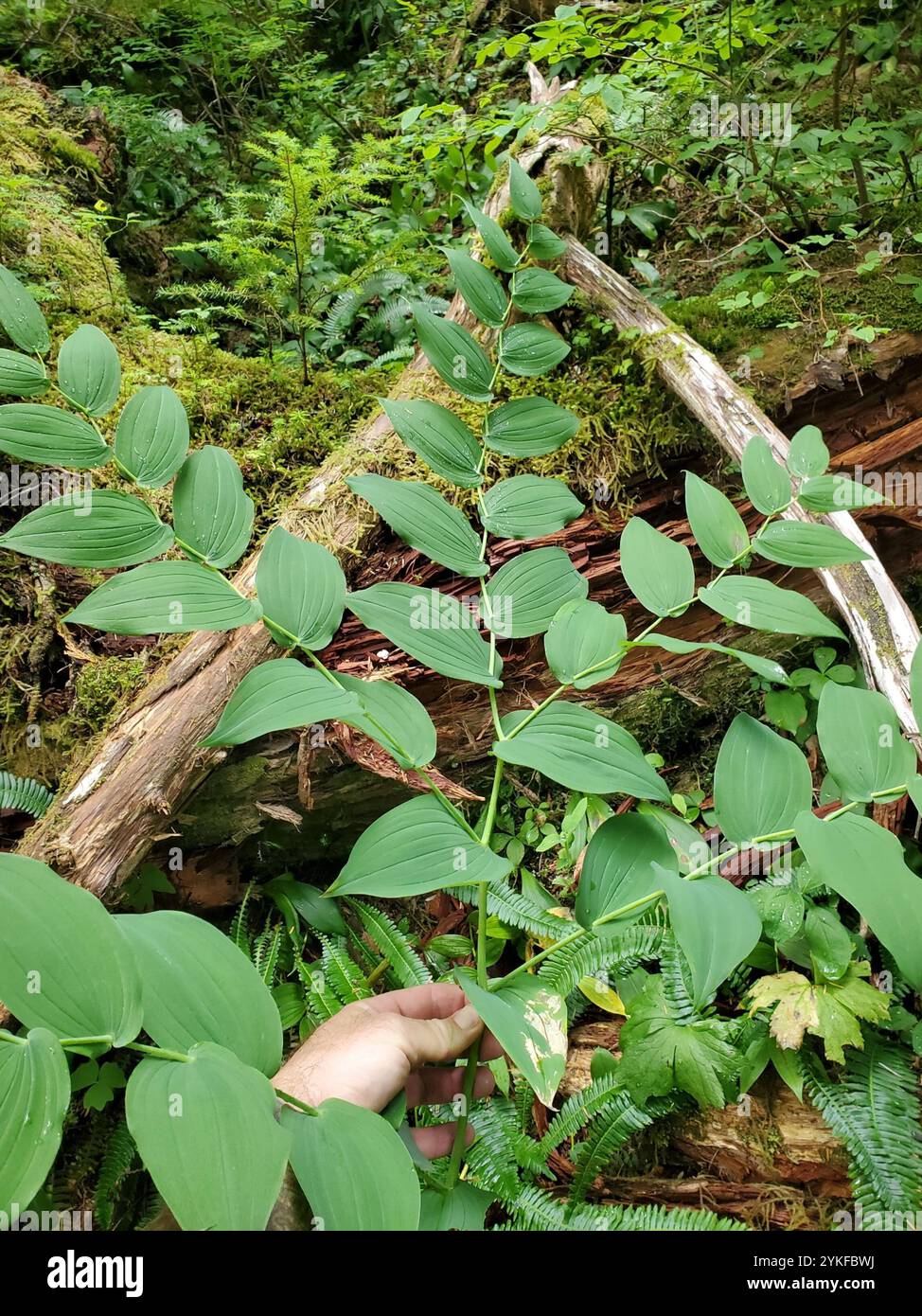 white twisted-stalk (Streptopus amplexifolius Stock Photo - Alamy