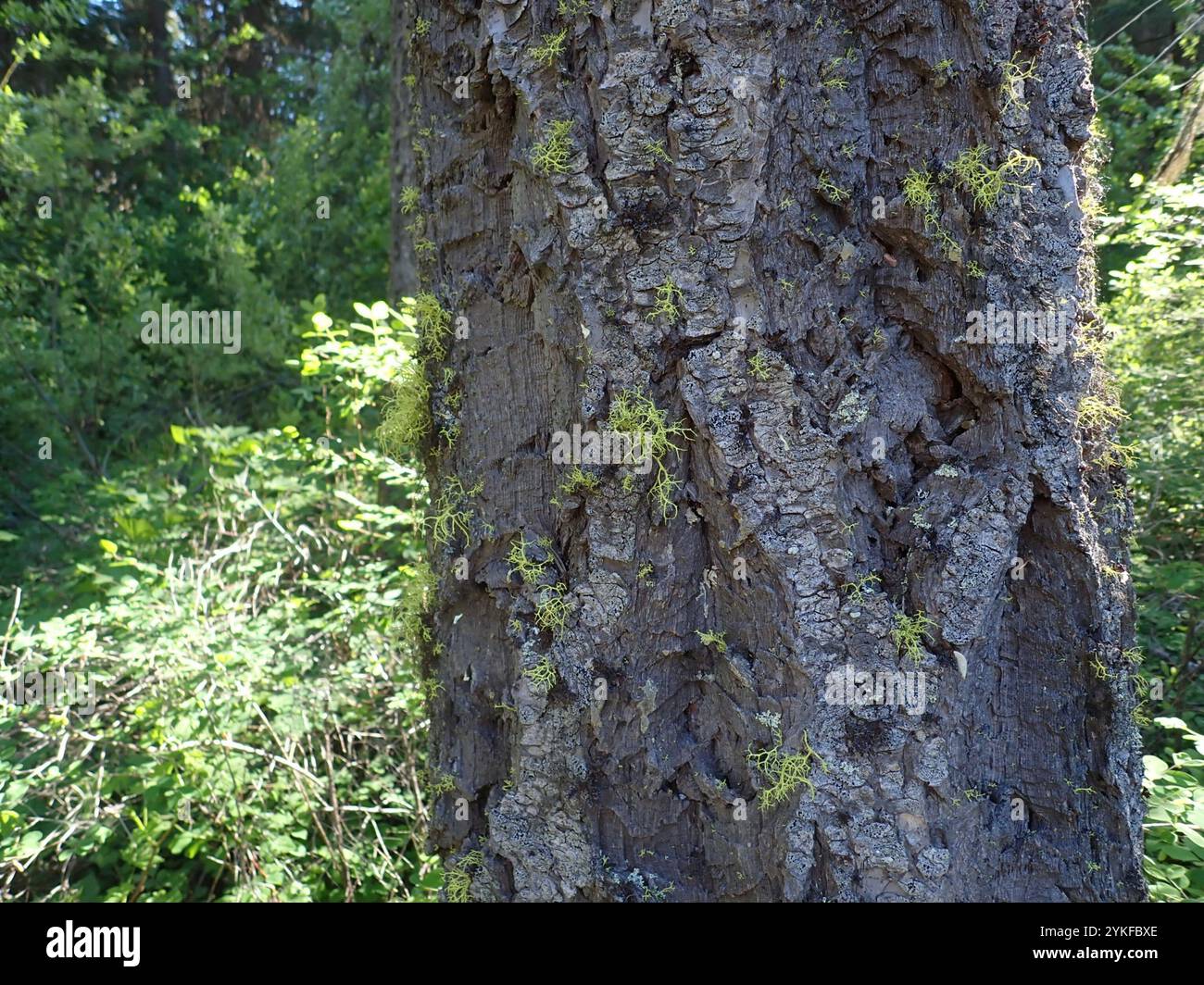 Wolf lichens hi-res stock photography and images - Alamy