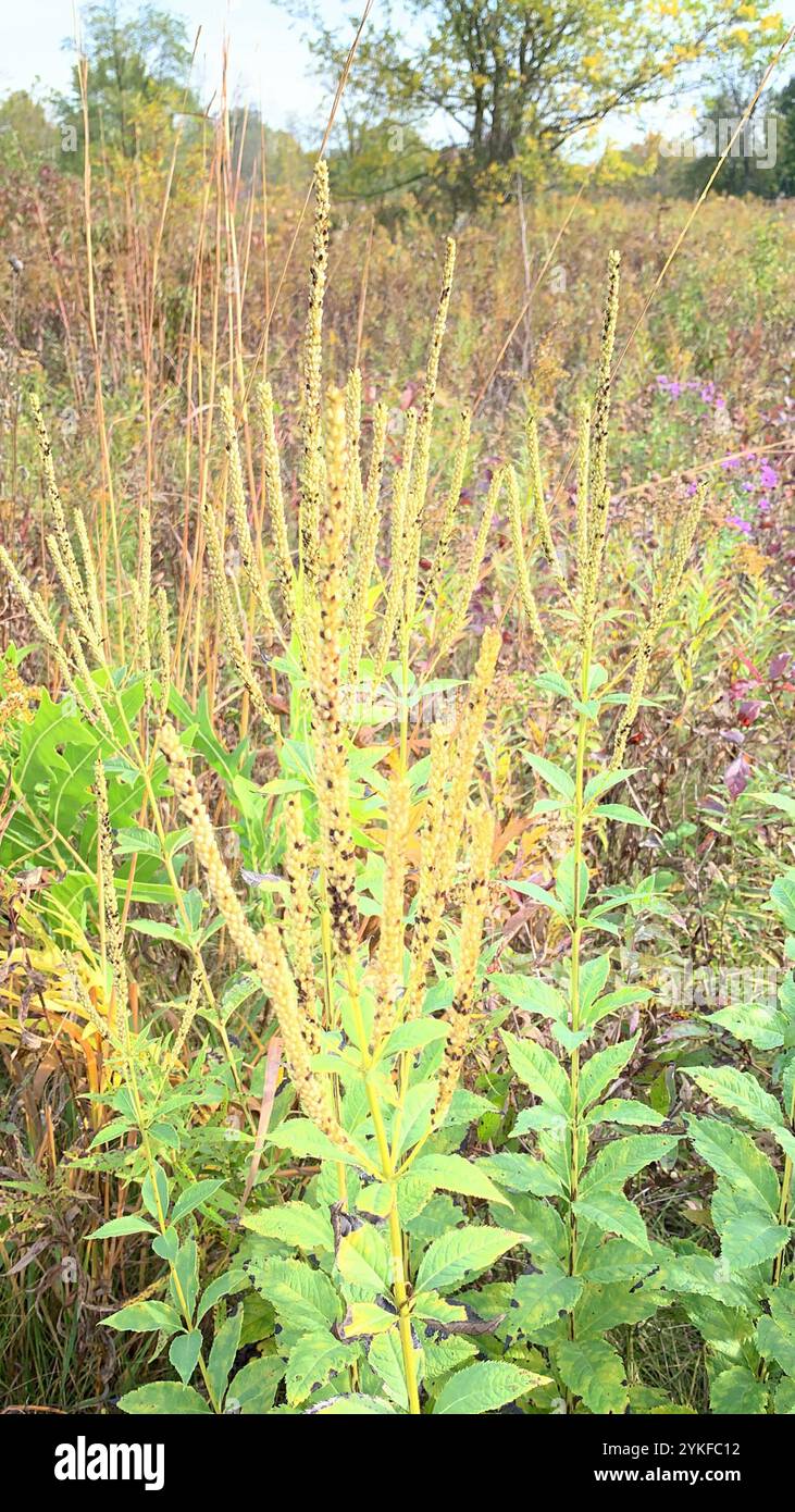 Culver's root (Veronicastrum virginicum Stock Photo - Alamy