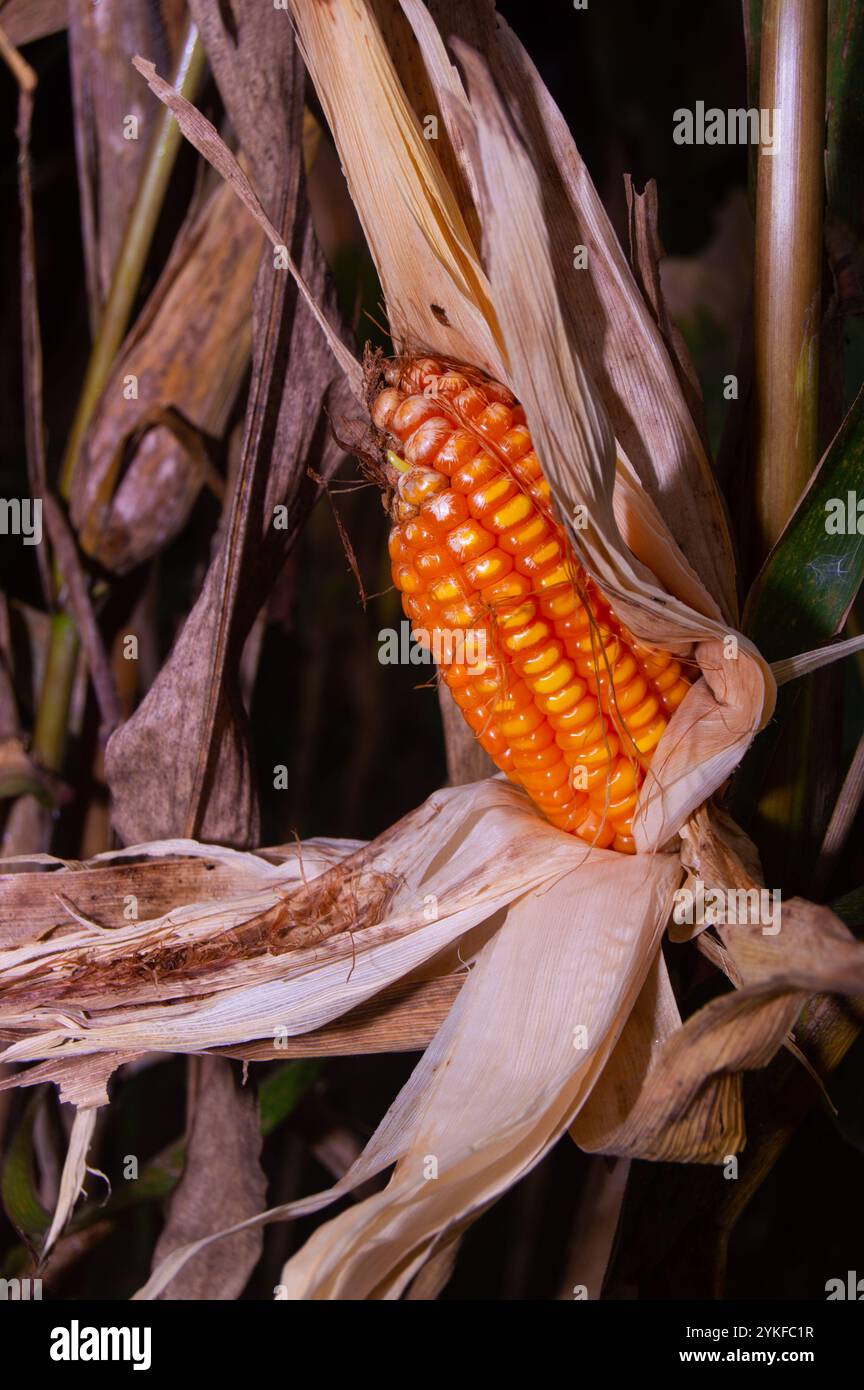 Elderly garden corn hi-res stock photography and images - Alamy