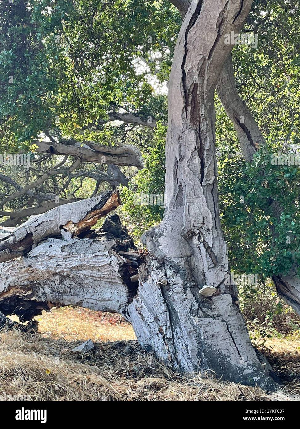 coast live oak (Quercus agrifolia Stock Photo - Alamy