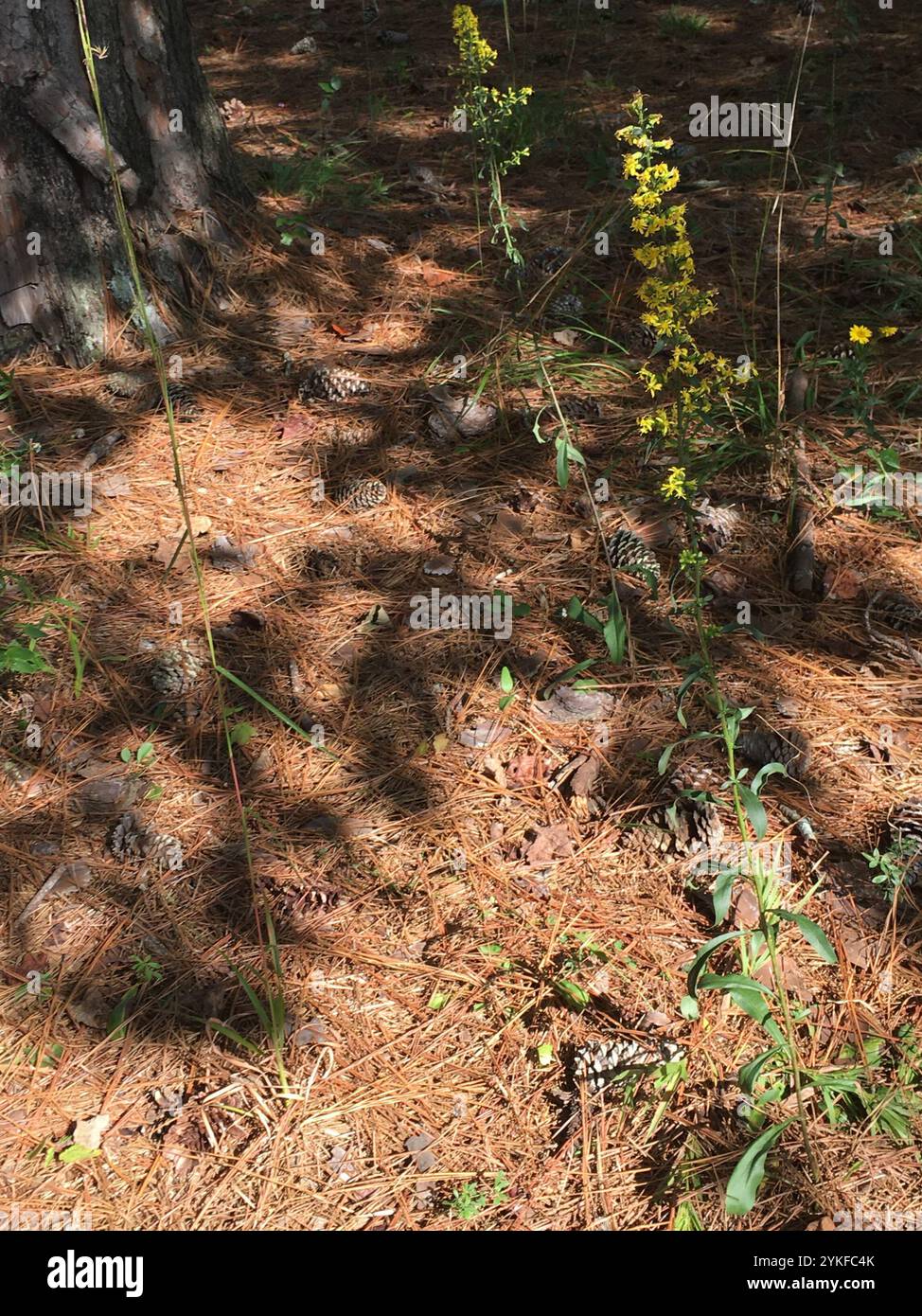 Solidago erecta hi-res stock photography and images - Alamy