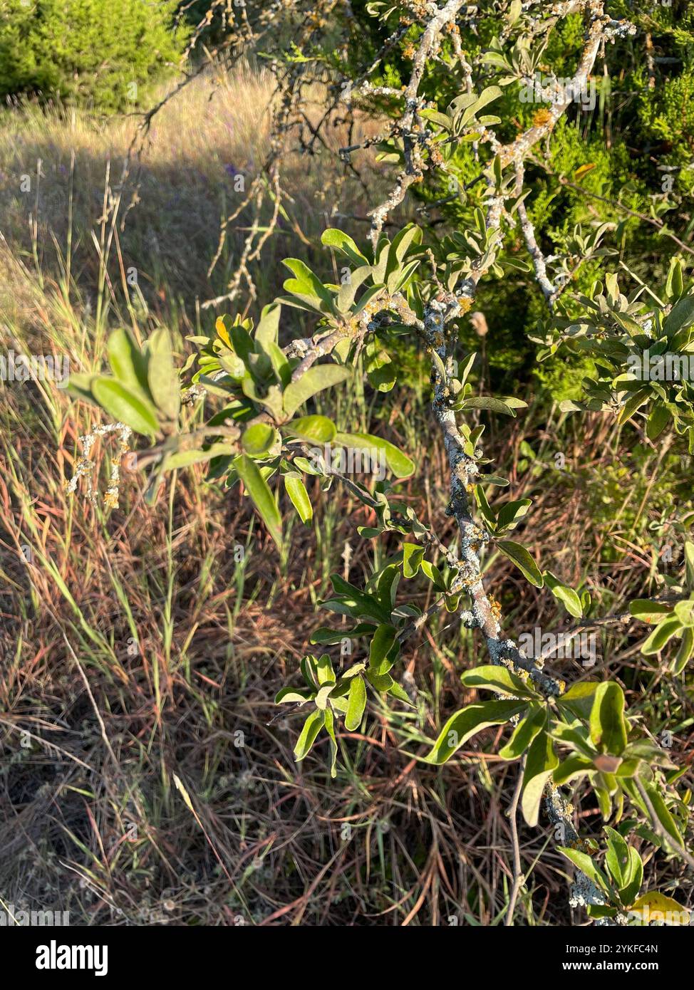 Gum bumelia (Sideroxylon lanuginosum Stock Photo - Alamy