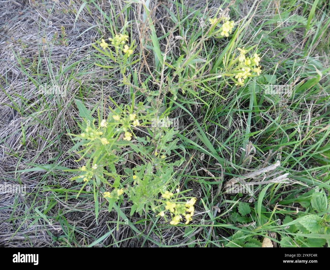 False london rocket hi-res stock photography and images - Alamy