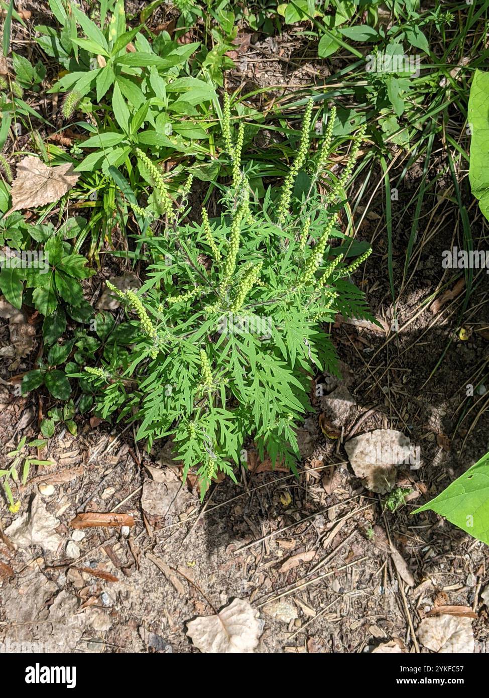 common ragweed (Ambrosia artemisiifolia Stock Photo - Alamy