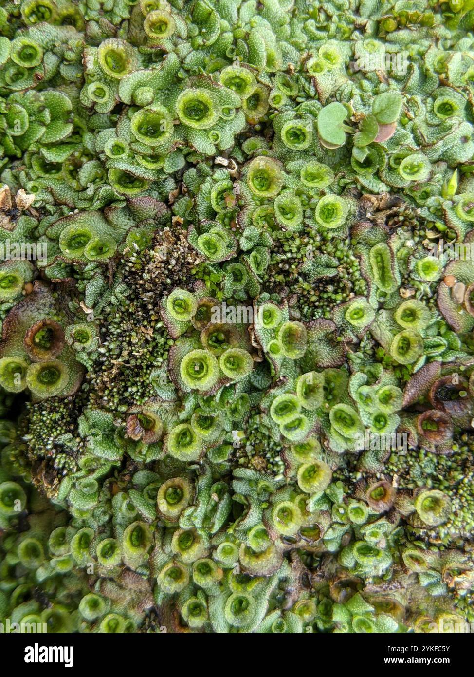 Common Liverwort (Marchantia polymorpha Stock Photo - Alamy