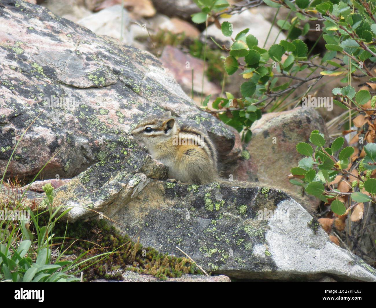 Western Chipmunks (Neotamias Stock Photo - Alamy