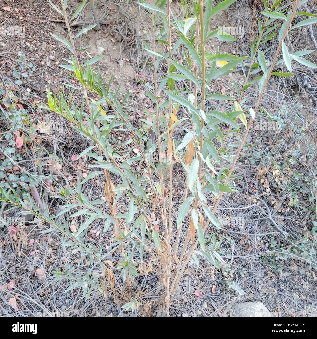 mule fat (Baccharis salicifolia Stock Photo - Alamy