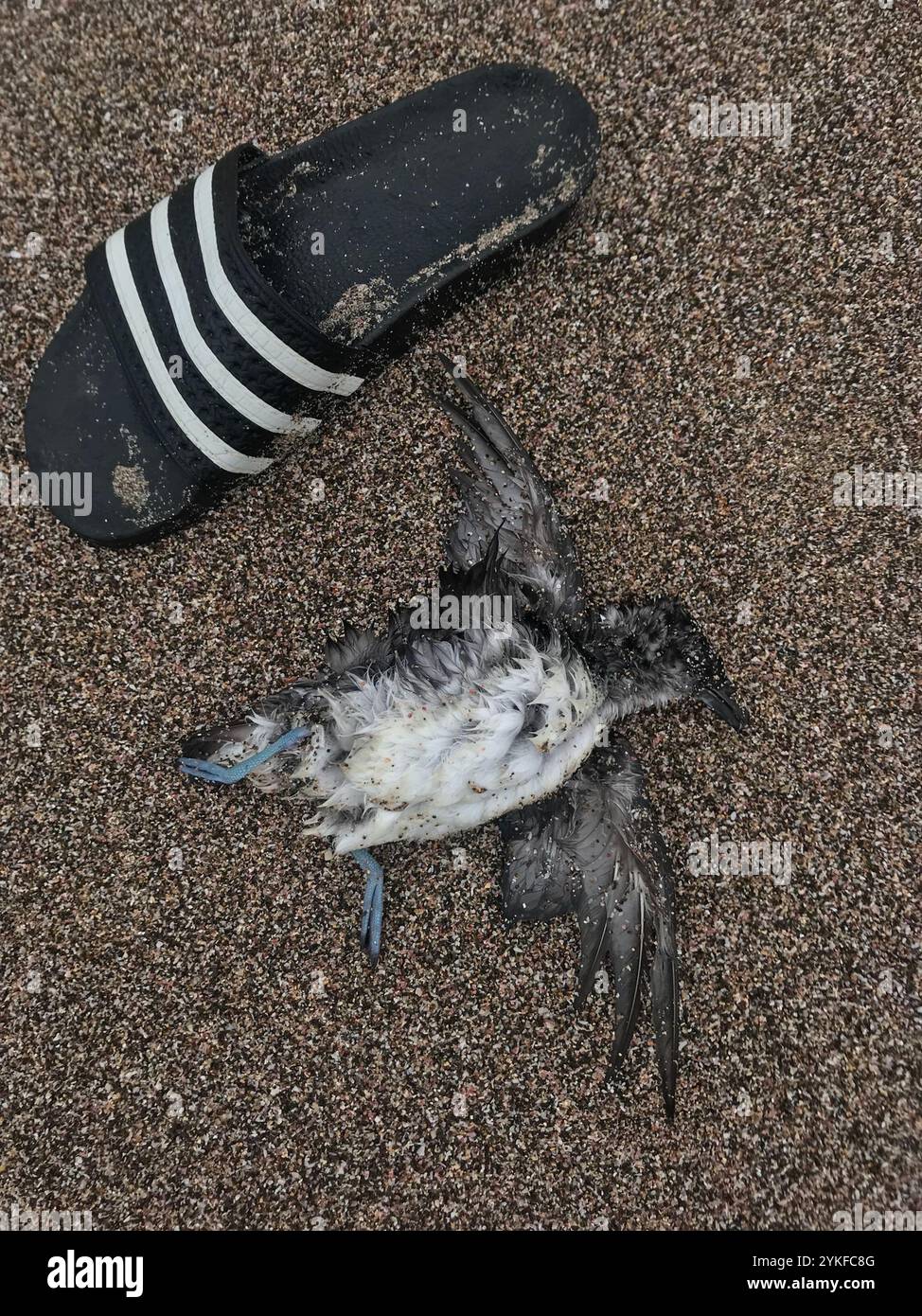 Tasman Common Diving Petrel (Pelecanoides urinatrix urinatrix Stock ...