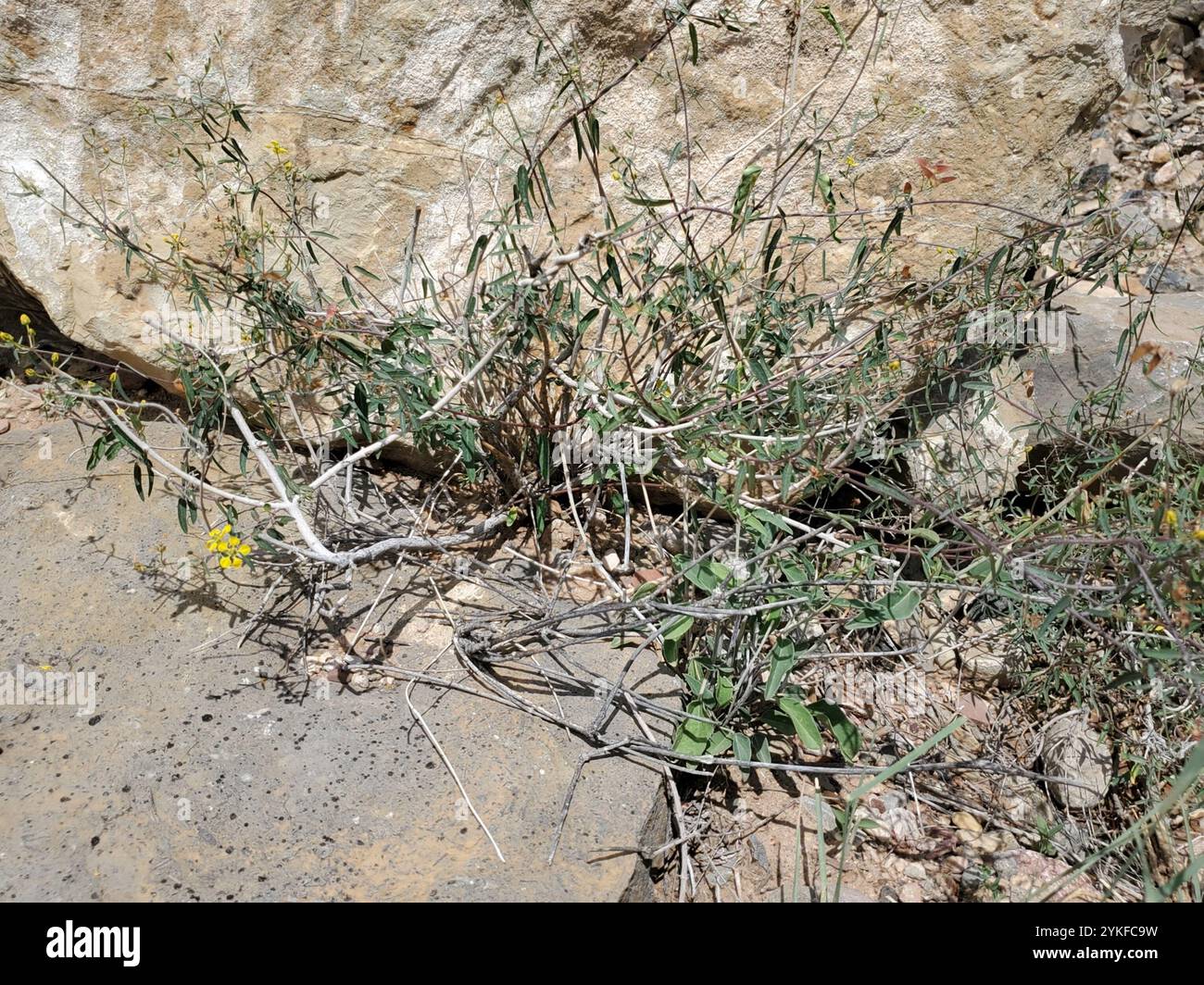 slender janusia (Janusia gracilis Stock Photo - Alamy