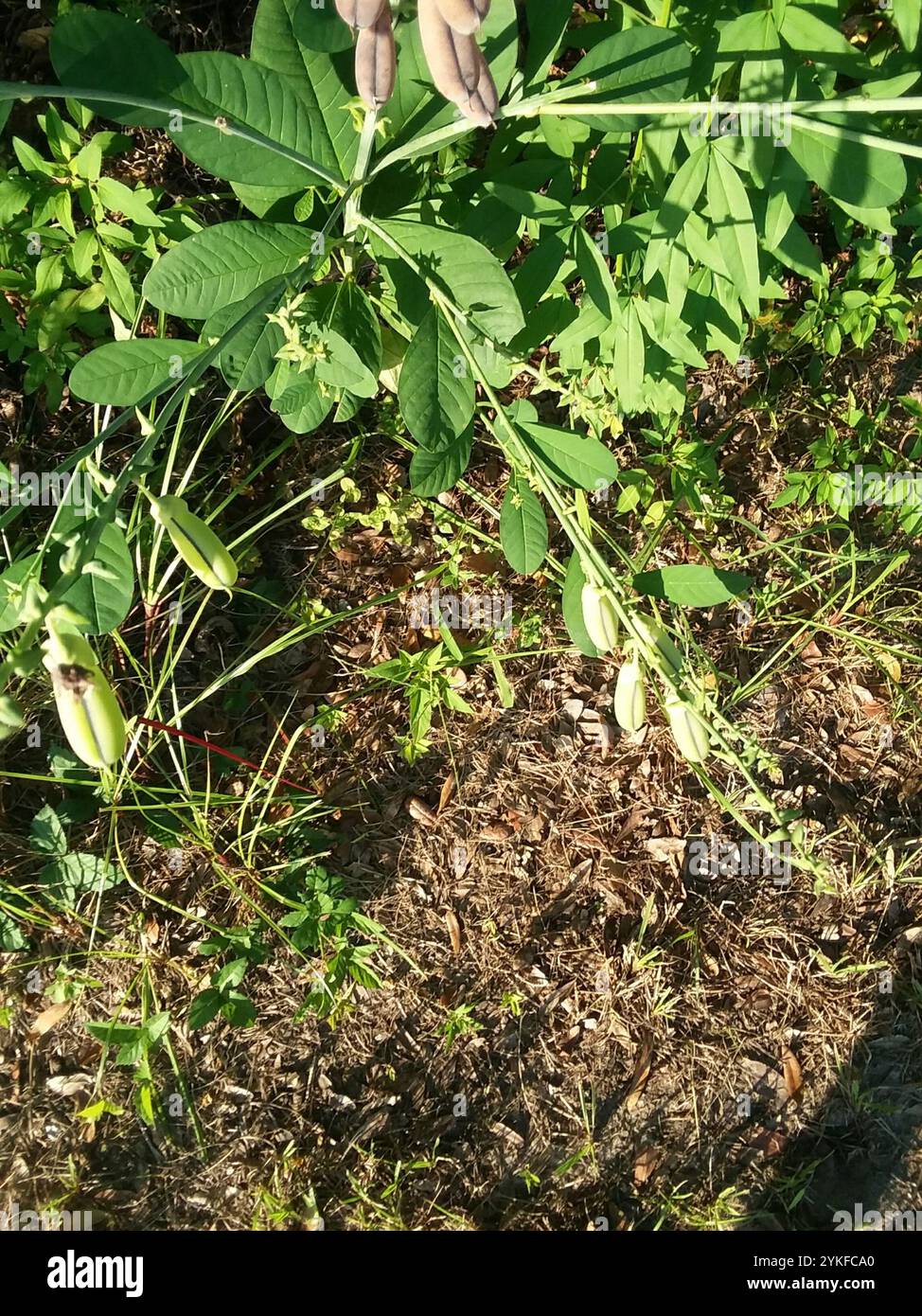 Showy Rattlebox (Crotalaria spectabilis Stock Photo - Alamy
