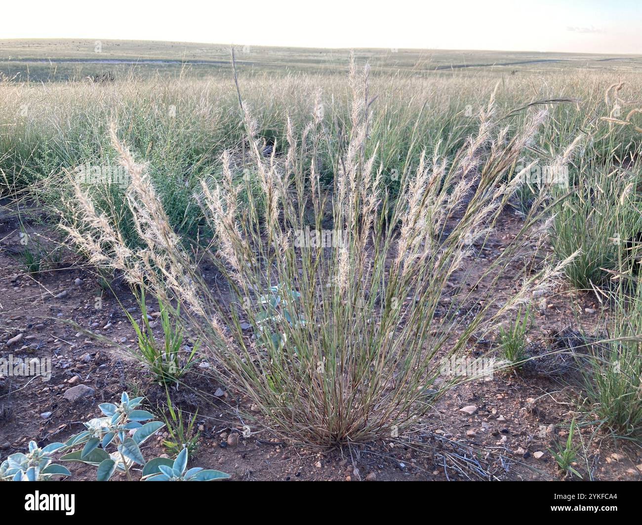 Purple Threeawn (Aristida purpurea Stock Photo - Alamy