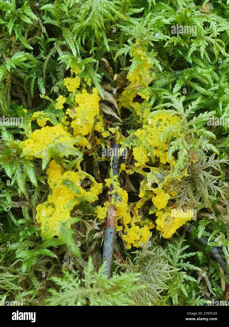 Dog Vomit Slime Mold (Fuligo septica Stock Photo - Alamy