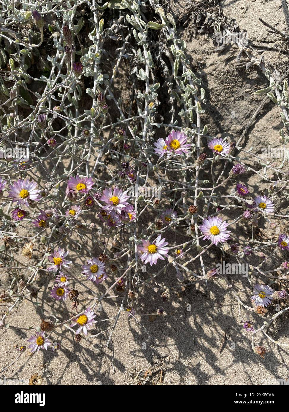 California Aster (Corethrogyne filaginifolia Stock Photo - Alamy