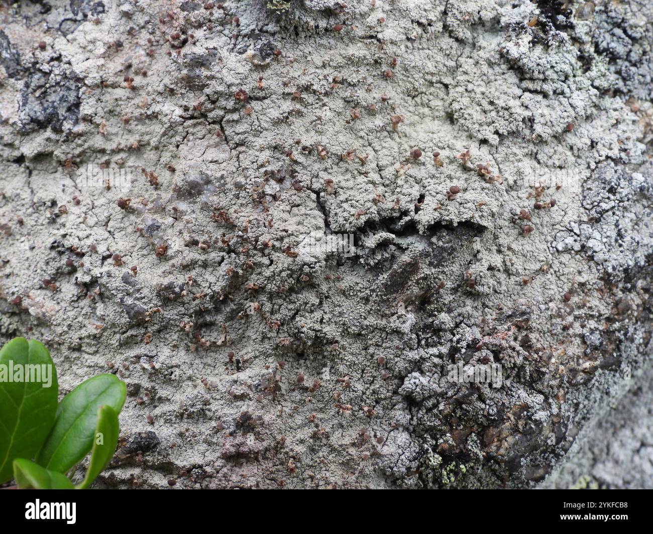 Scale Beret Lichen (Baeomyces carneus Stock Photo - Alamy