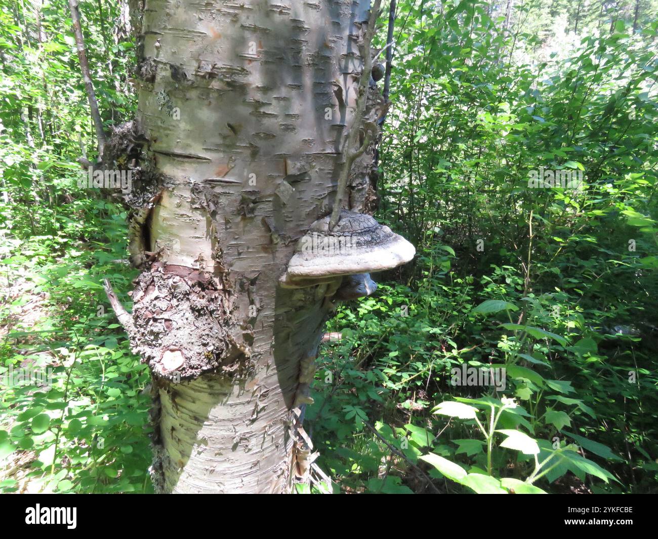 Willow Bracket (Phellinus igniarius Stock Photo - Alamy